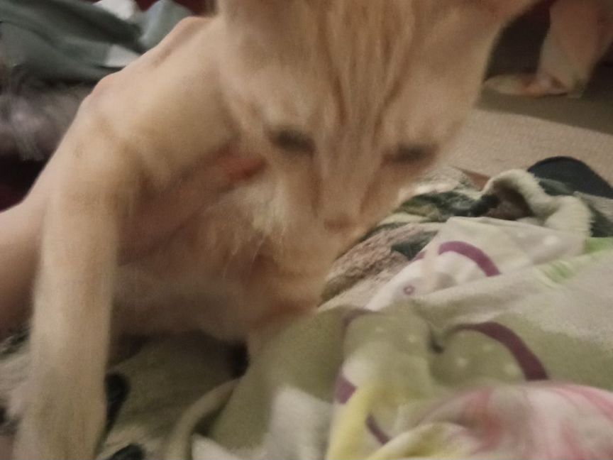 Кошка
