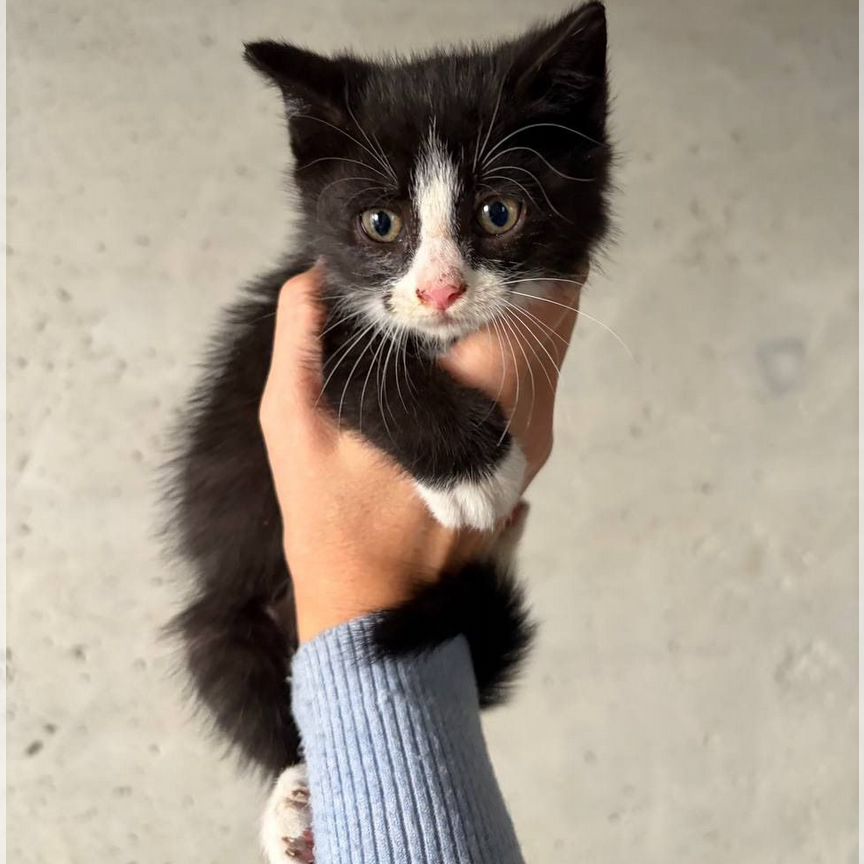 Котёнок в добрые руки