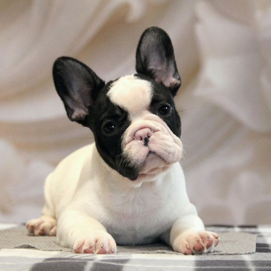 Французский бульдог щенки