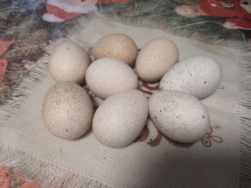 Инкубационное яйцо индейки