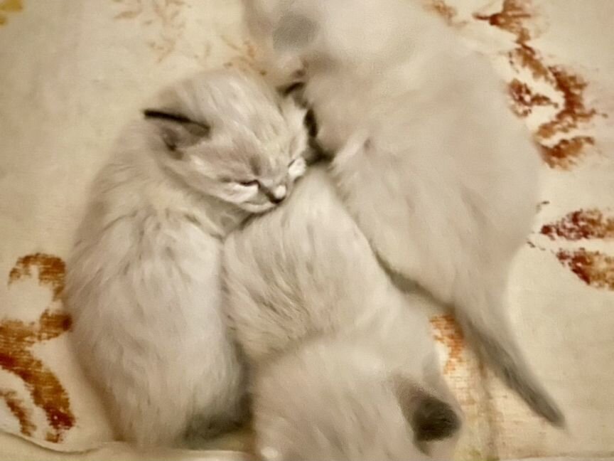 Невская маскарадная