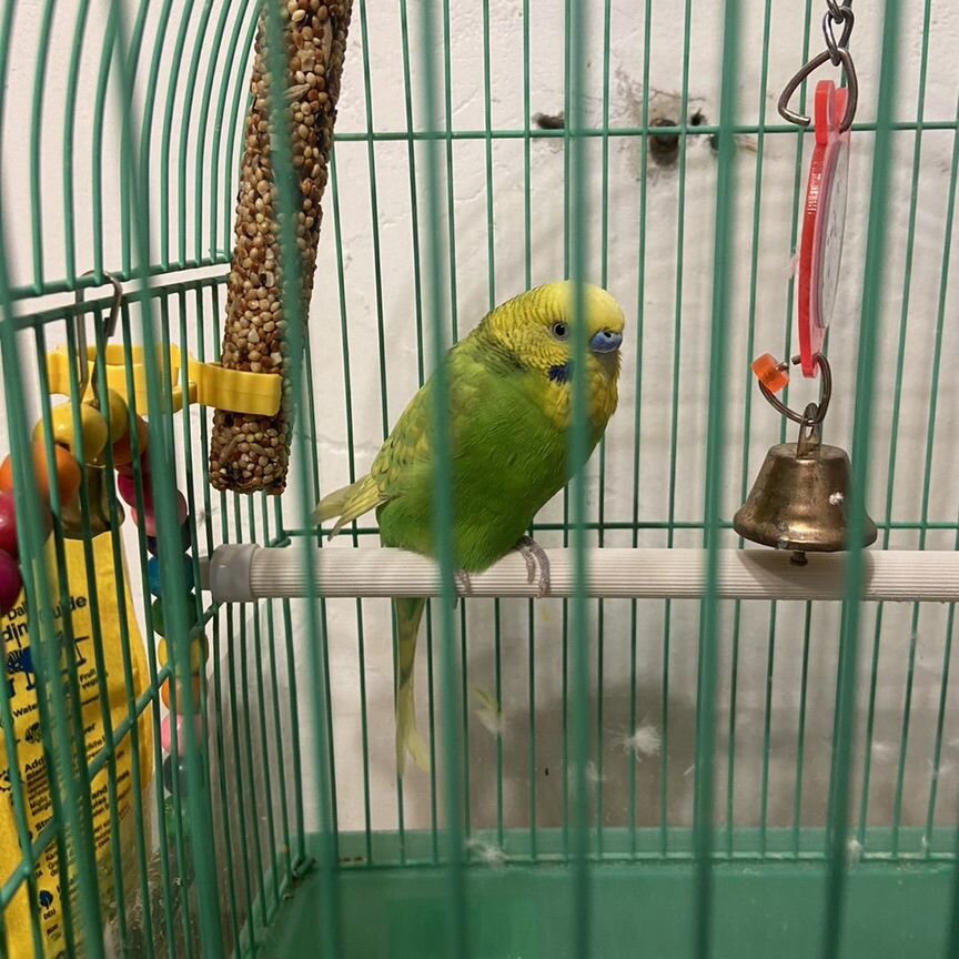 Волнистый попугай