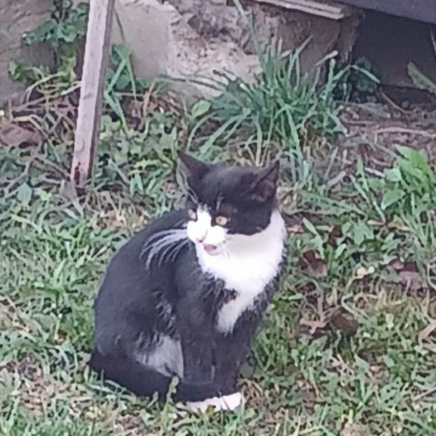 Черный котенок