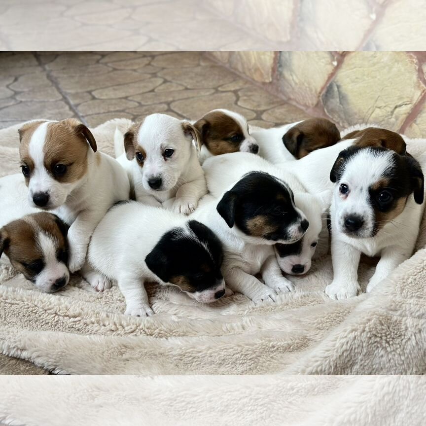 Щенки Джэк Рассел Терьер гладкошерстные чистопород