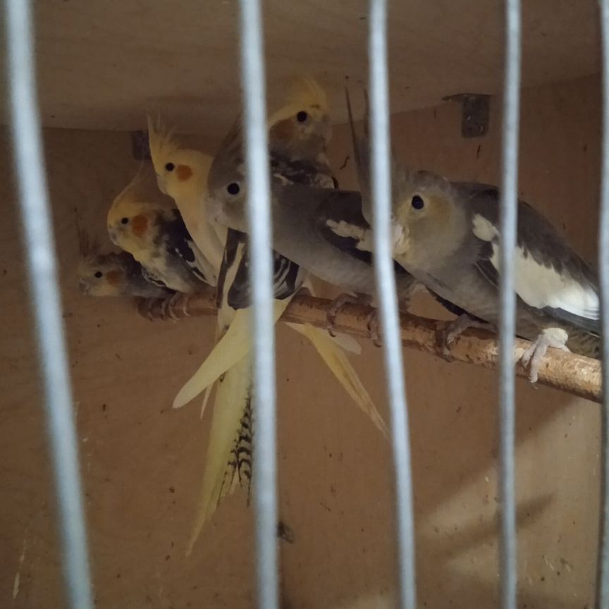 Попугай корелла