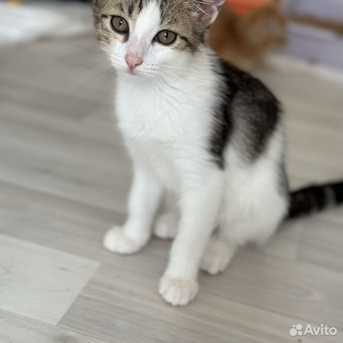 Девочка Проша ищет дом