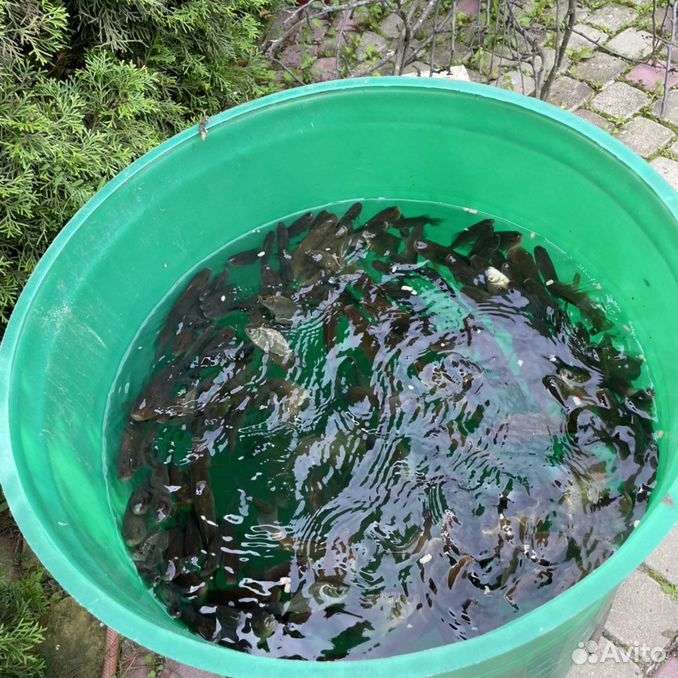 Рыба живая для пруда Бесплатно