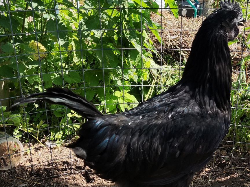 Петух Ухейилюй 3 месяца