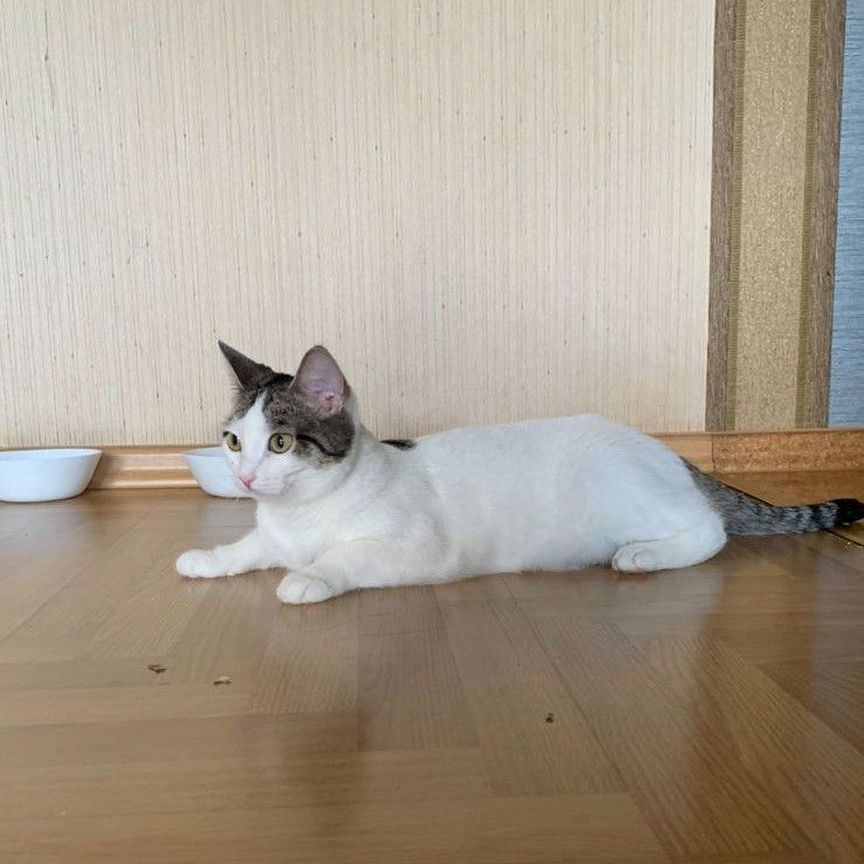 Котенок в добрые руки
