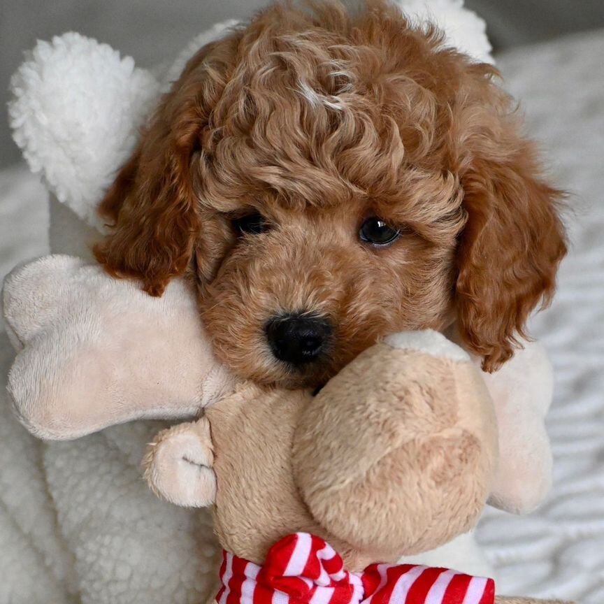 Мальтипу F1 мальчик Пряник