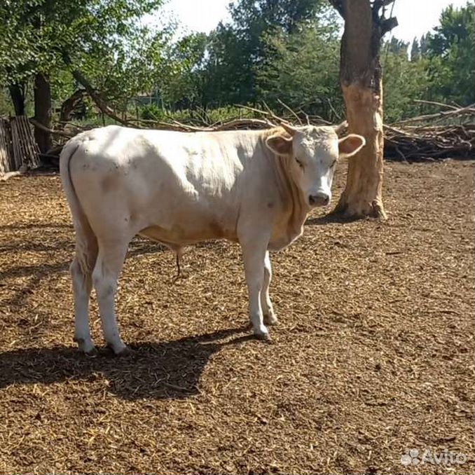 Бычки на откорм