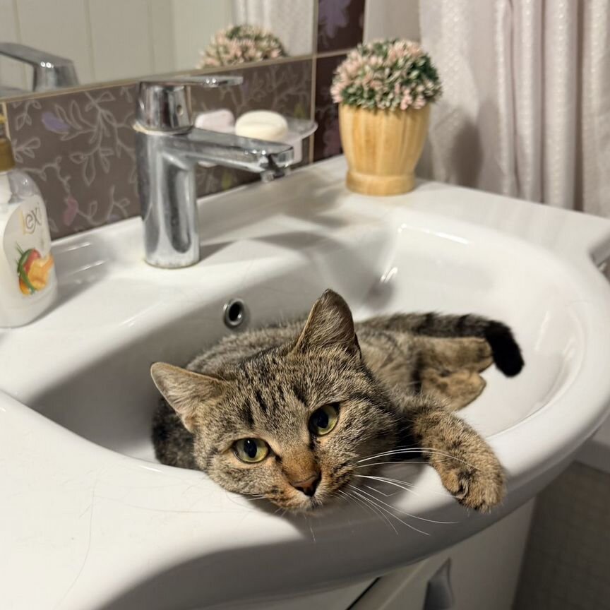 Чаузи котёнок