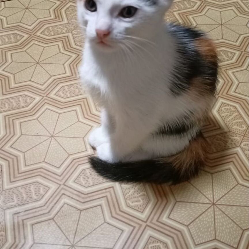 Кошка
