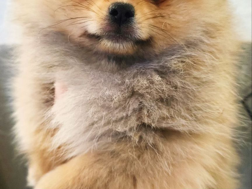 Новогодняя куколка шпиц