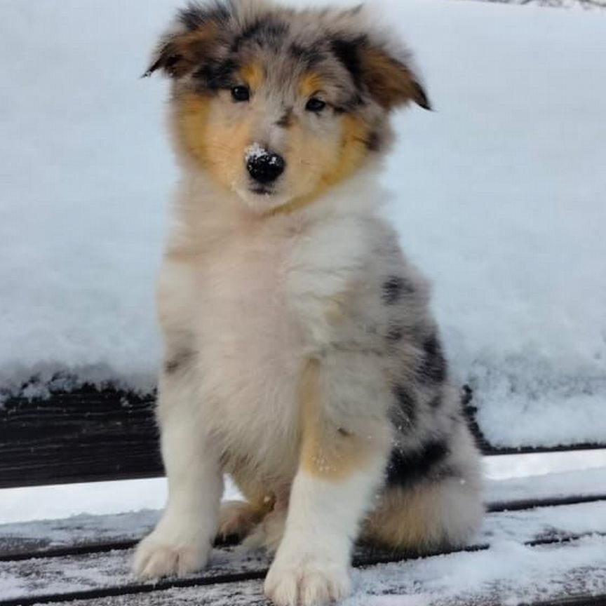 Шелти, щенок