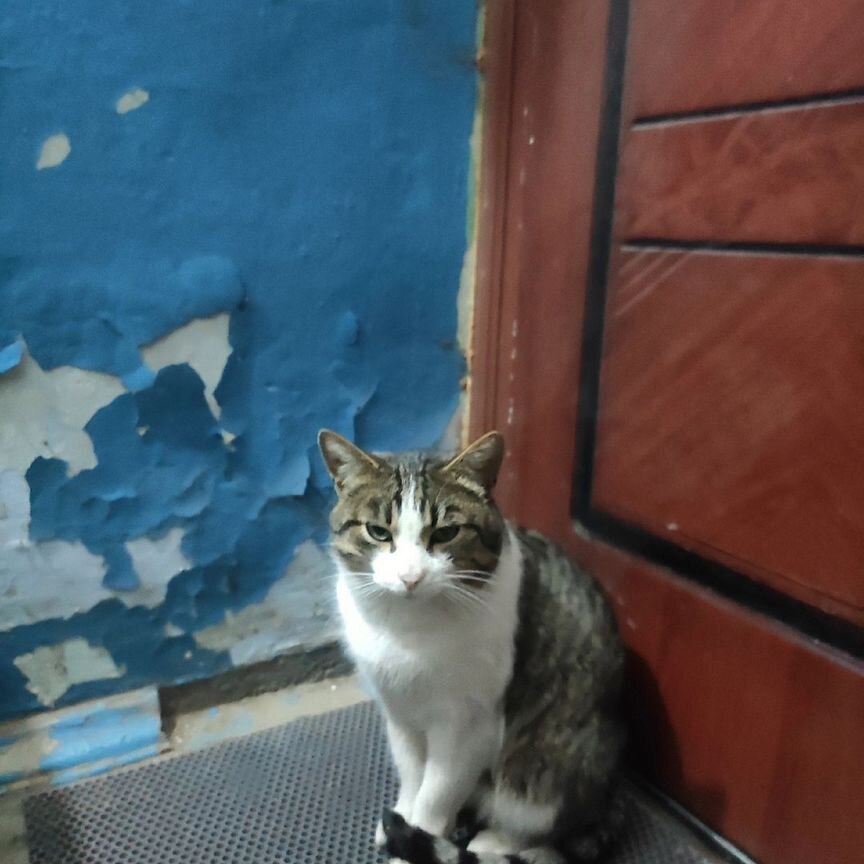 Пристраивается кот