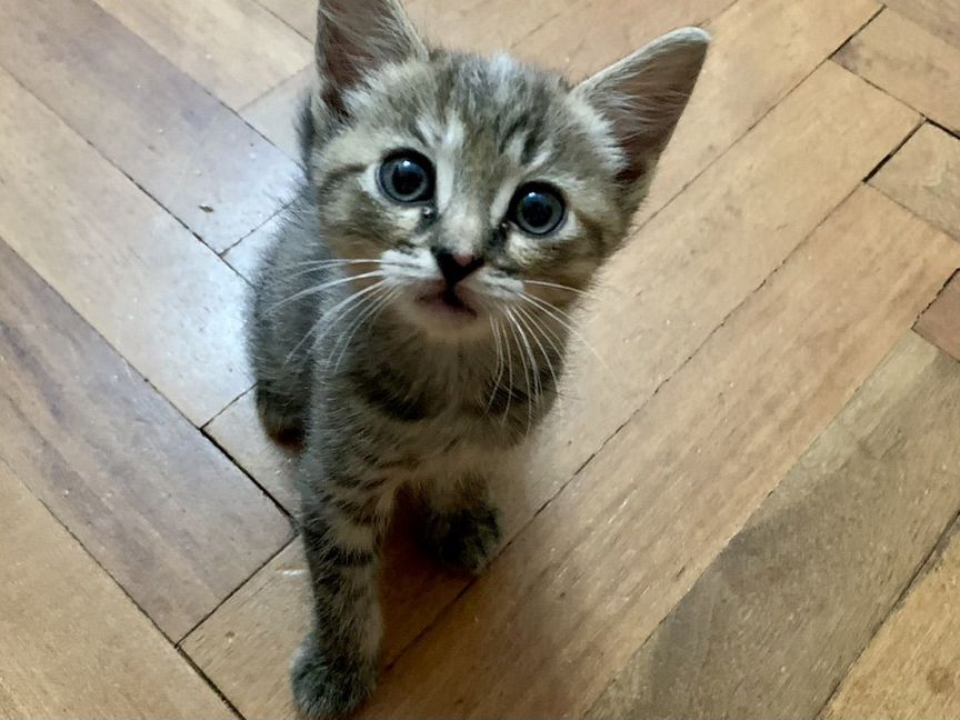 Кошечка 1,5 месяца с хвостиком