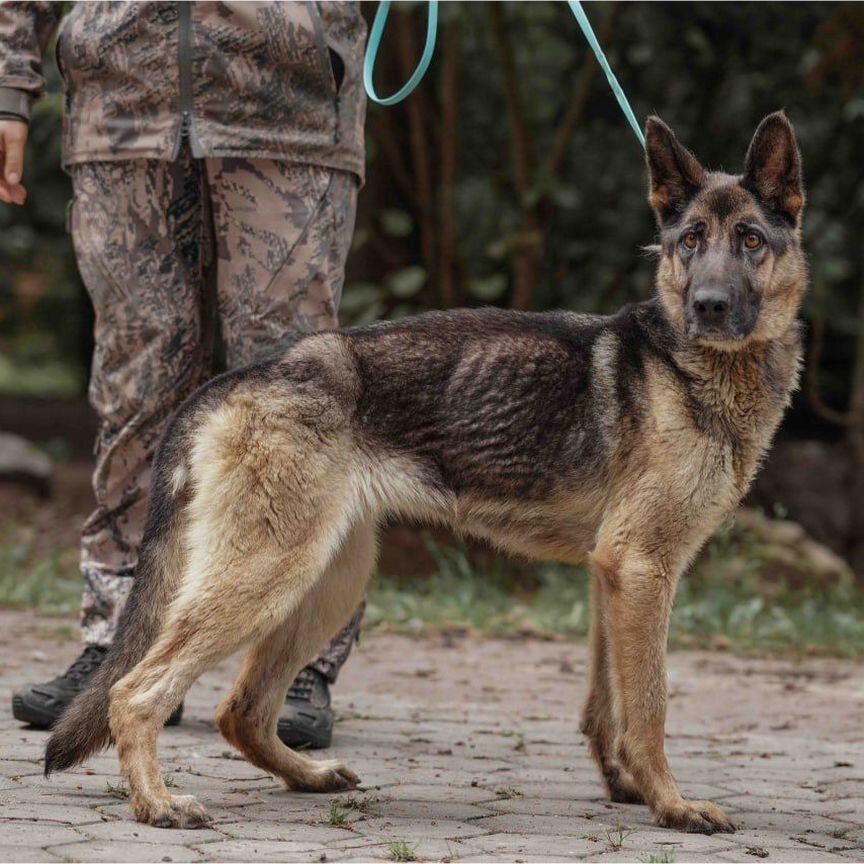 Восточноевропейская овчарка, щенок