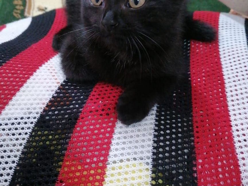 Котенок Маркиз. 2 месец