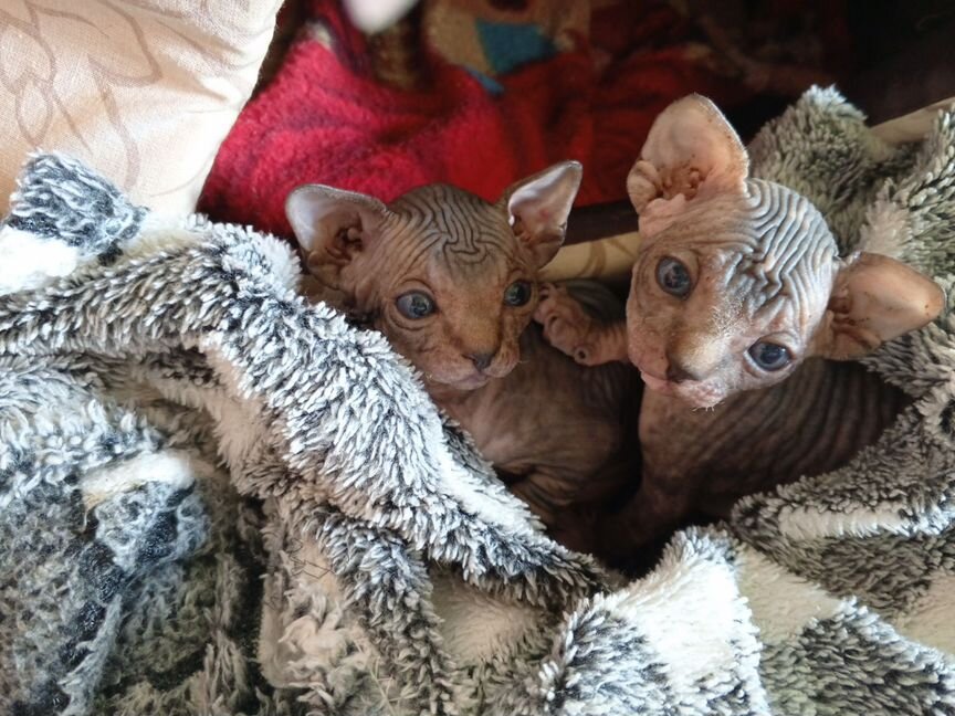 Котята сфинкс