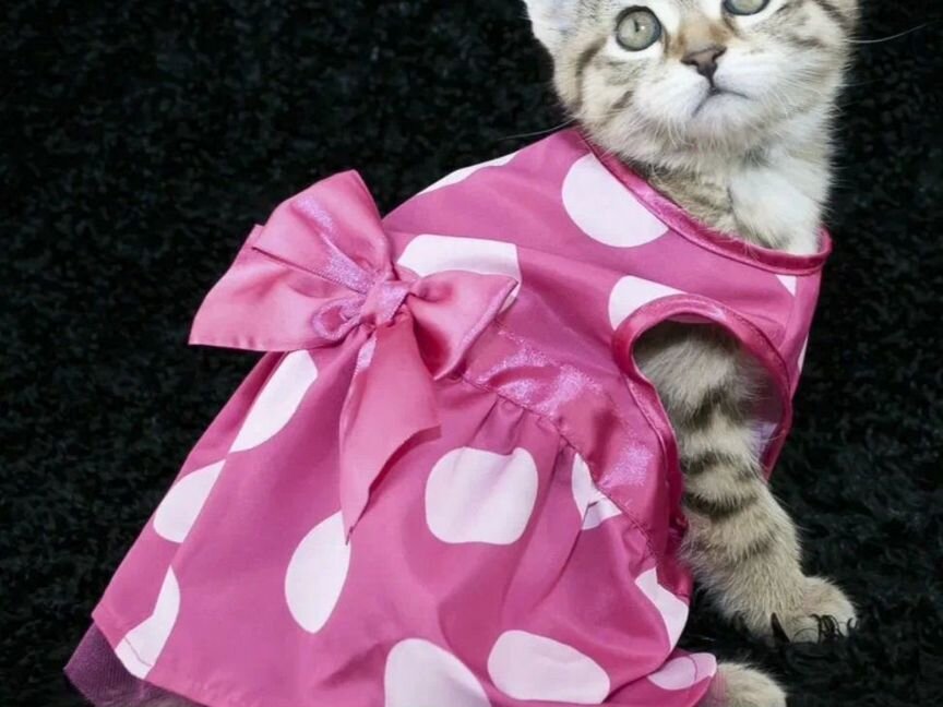 Маленькая Маркиза 2 мес, лоток 5+