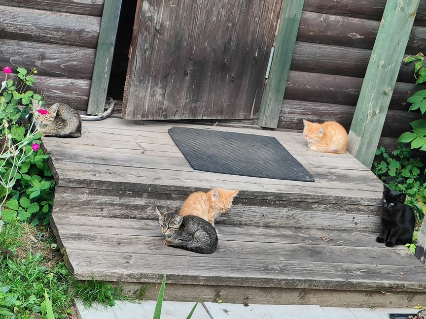 Котята ищут дом