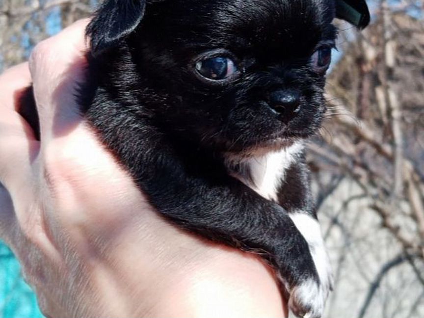 Чихуахуа малышка