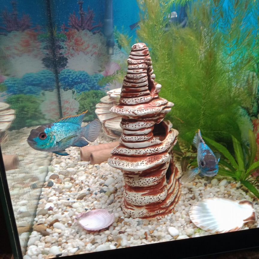 Наннакара неоновая