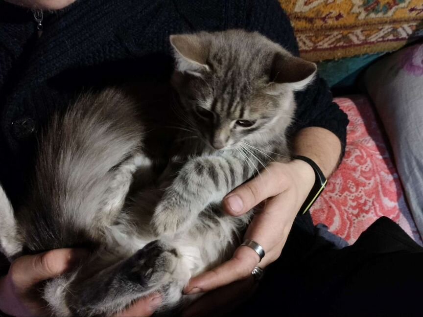 Кошка в дар бесплатно