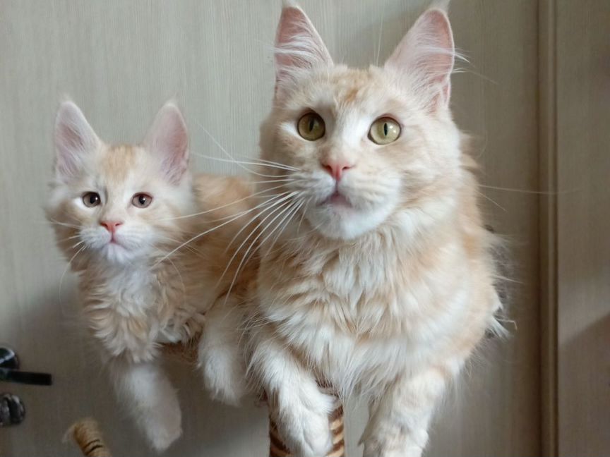 Котята Мейн-кун, с документами