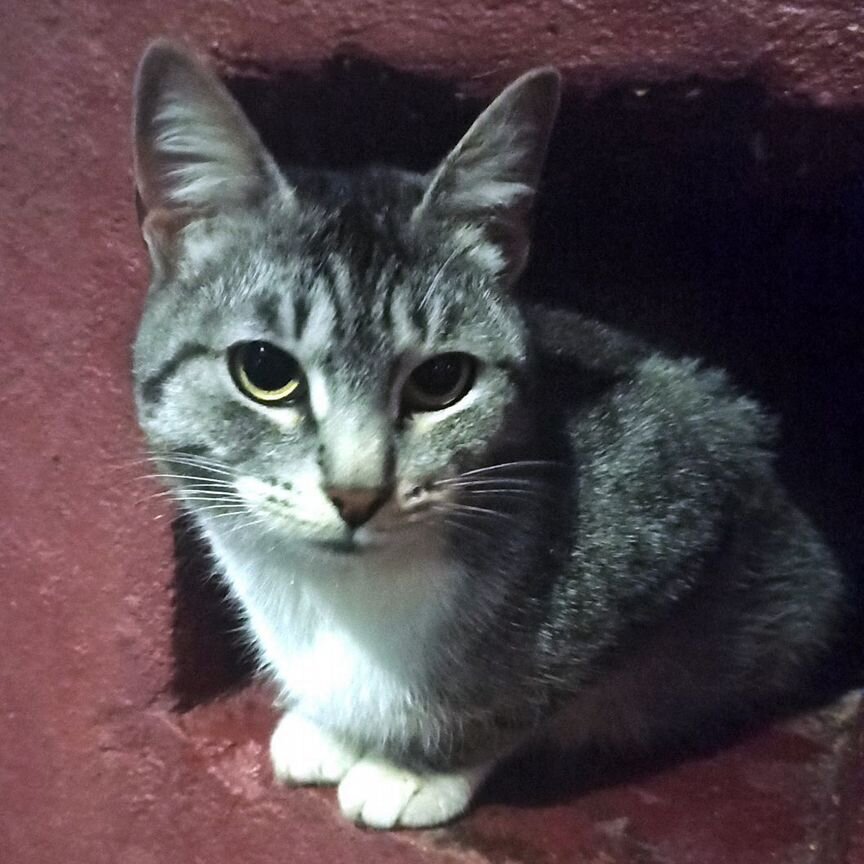 Молодая кошка