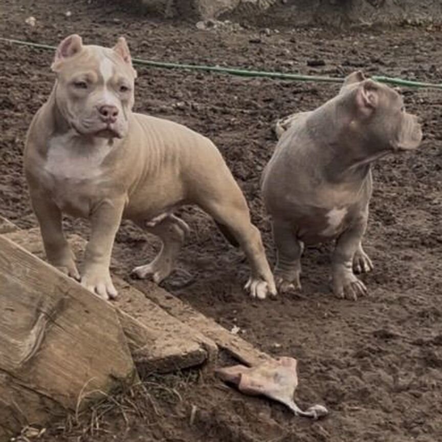 Американский булли, щенок