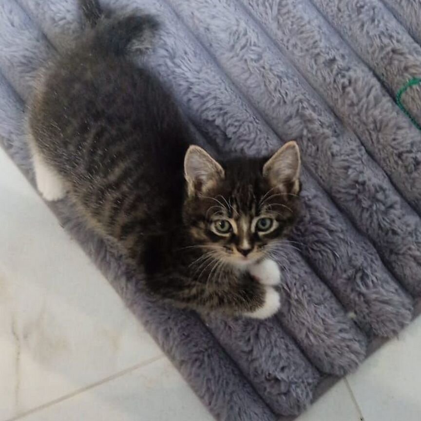 Британский длинношёрстный котёнок