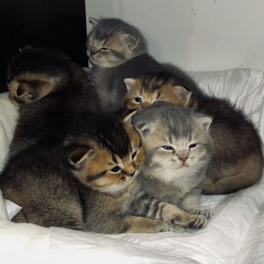 Шотландская кошка