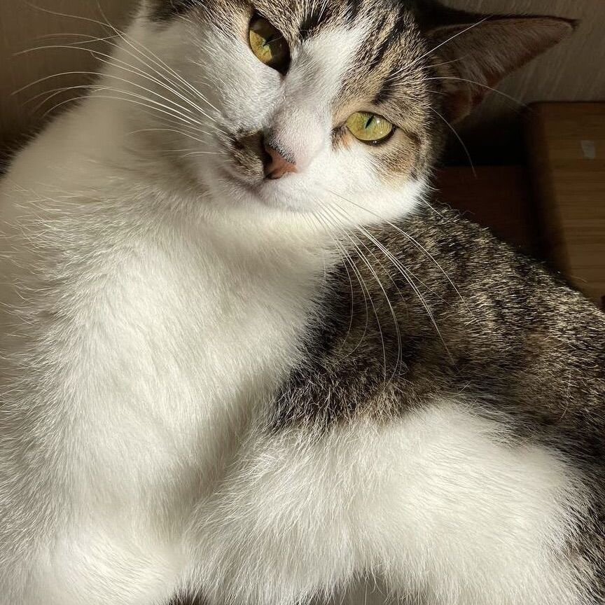 Кошка игривая дурашка