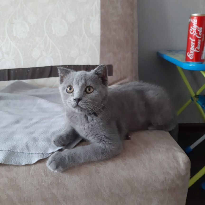 Отдам котика в добрые руки