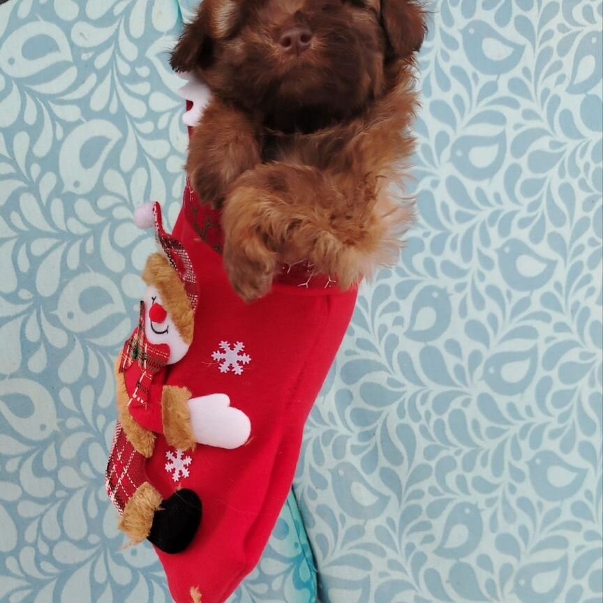 Яркий мальтипу мальчик