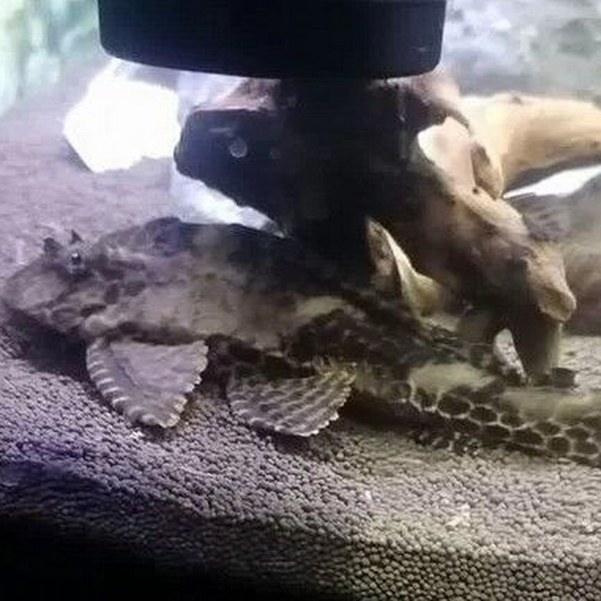 Птеригоплихт и таракатум сомики