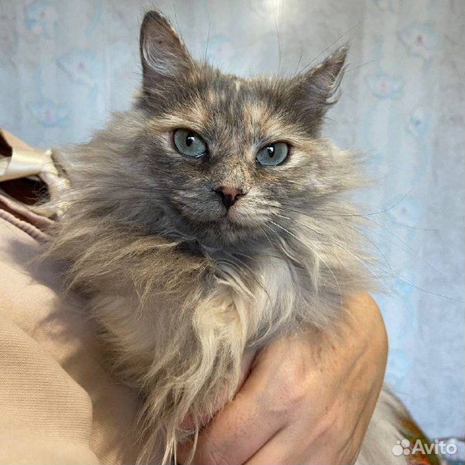 Пушистая кошечка красивого окраса, лет: 3+