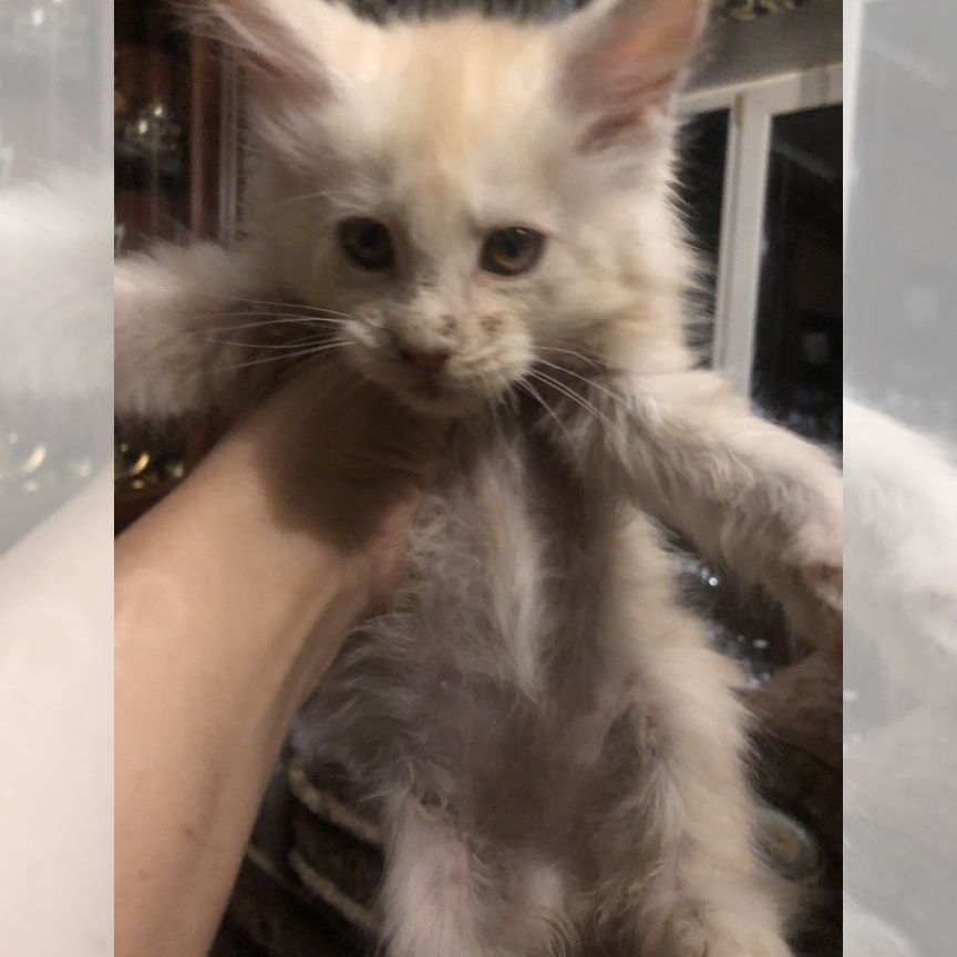 Мейн-кун котёнок