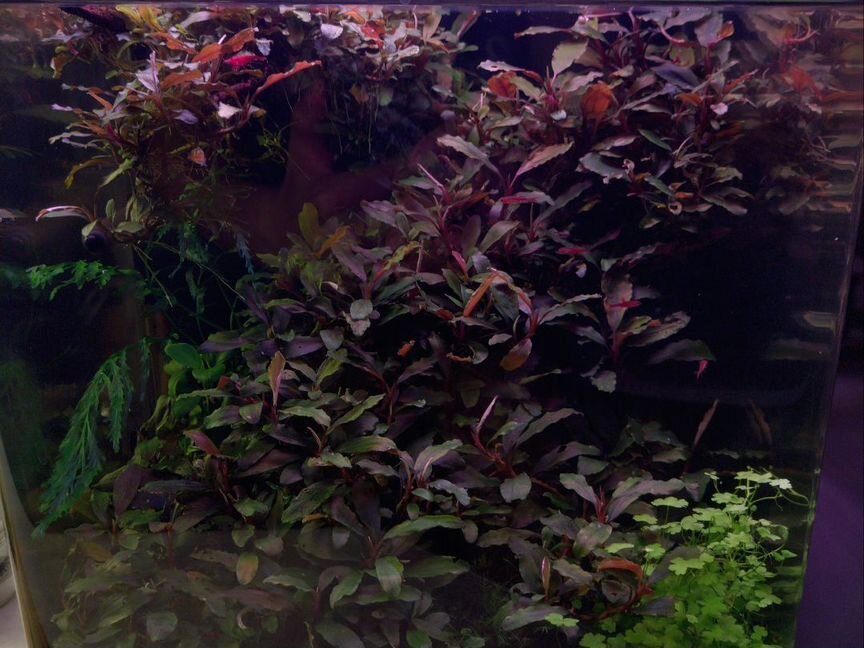 Аквариум Dennerle 30 литров