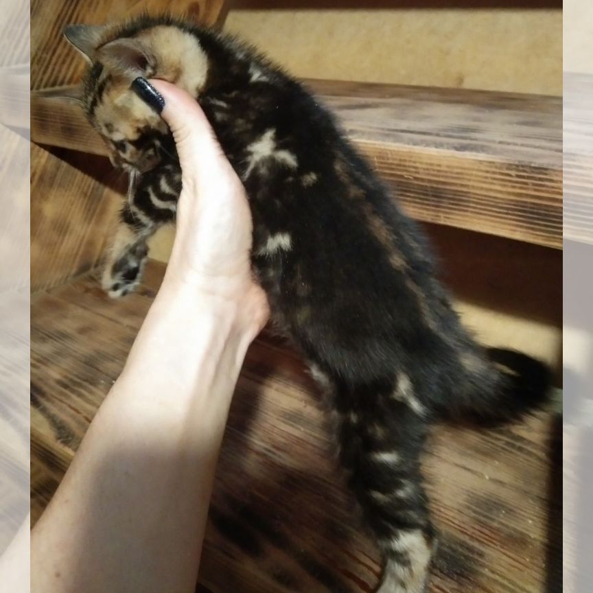 Бенгальские котята