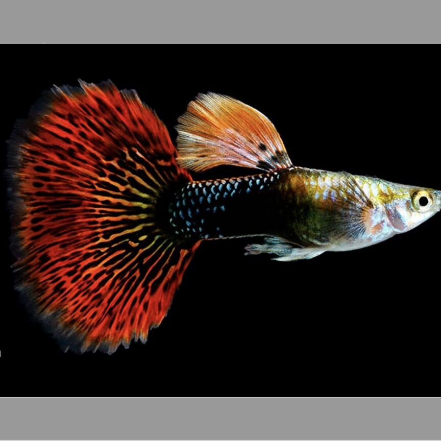 Рыбки гуппи