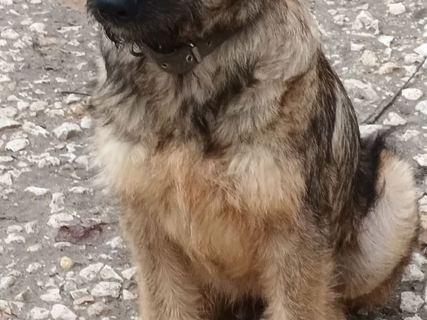 Щенок потеряшка