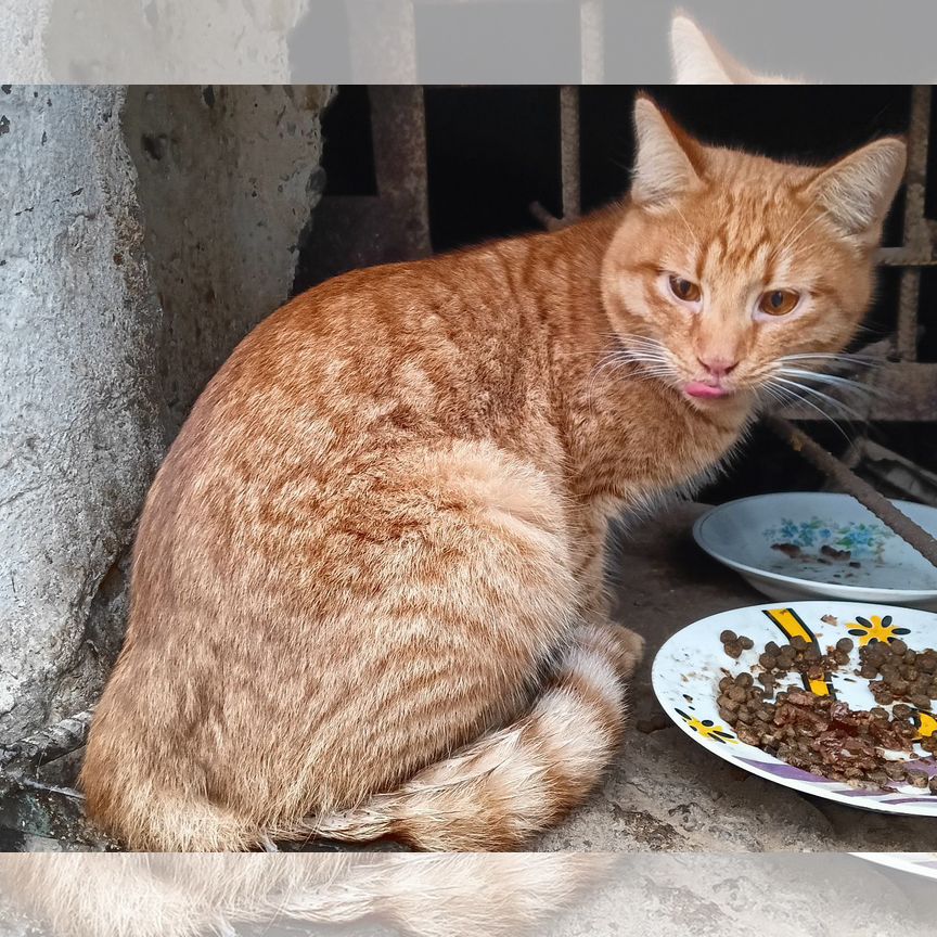 Котик бездомный в добрые руки к новому году