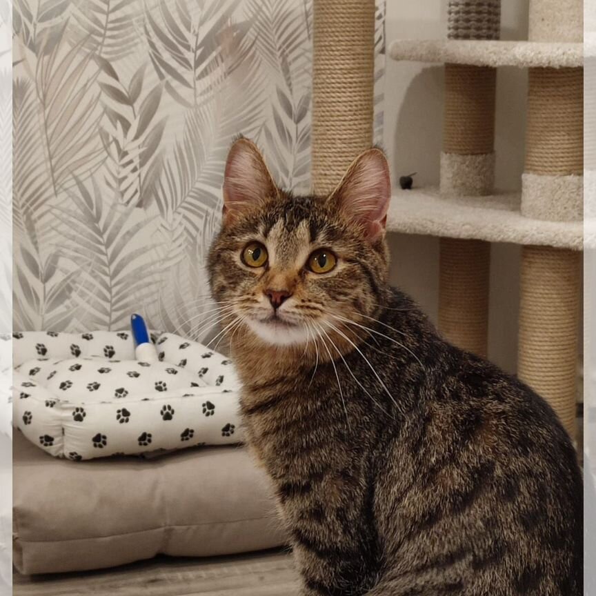 Джерен ищет дом