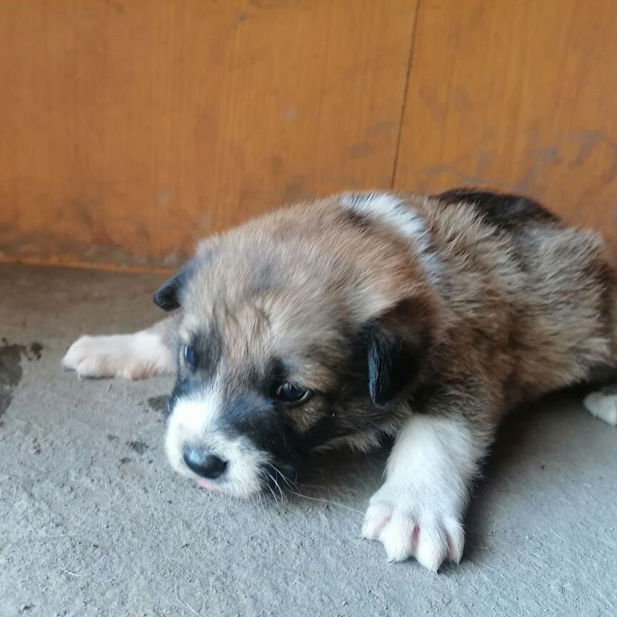 Собаки бесплатно в добрые руки щенки