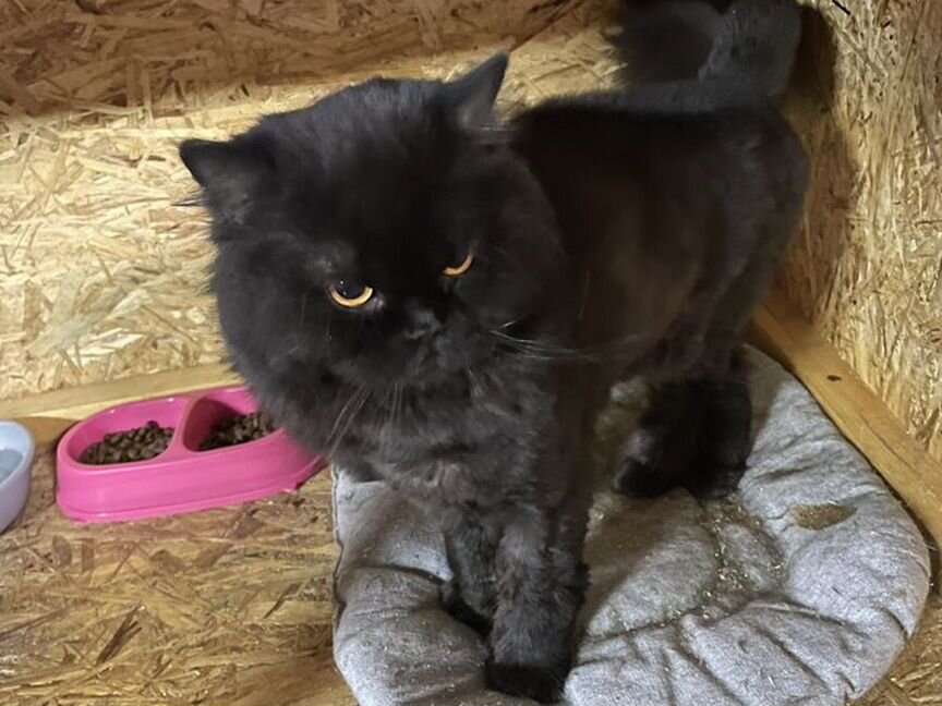 Кот Всеволод