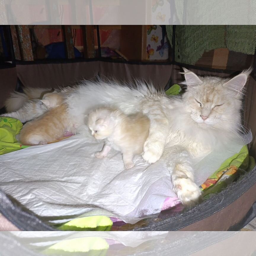 Мейн-кун котёнок