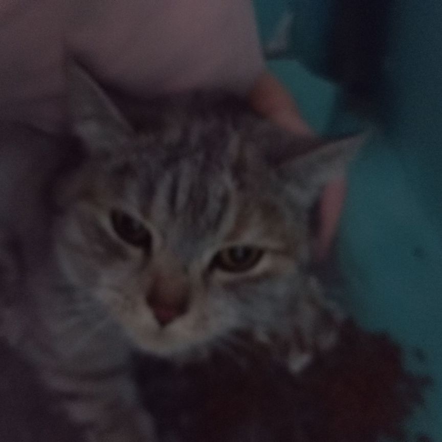 Найдена кошка, серая, в полосочку